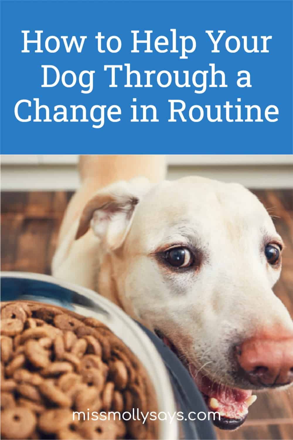 How to Help Your Dog Through a Change in Routine - Miss Molly Says