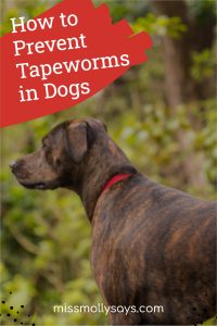 How to Prevent and Treat Tapeworms in Dogs (tapeworm images)