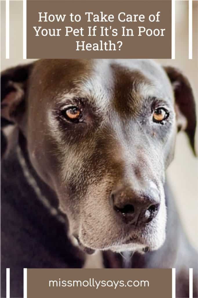 How to Take Care of Your Pet If It's In Poor Health? - Miss Molly Says