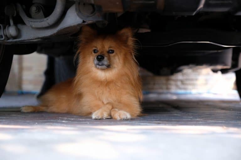 6 Tips To Track A Lost Dog - Miss Molly Says