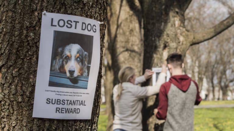6 Tips To Track A Lost Dog - Miss Molly Says