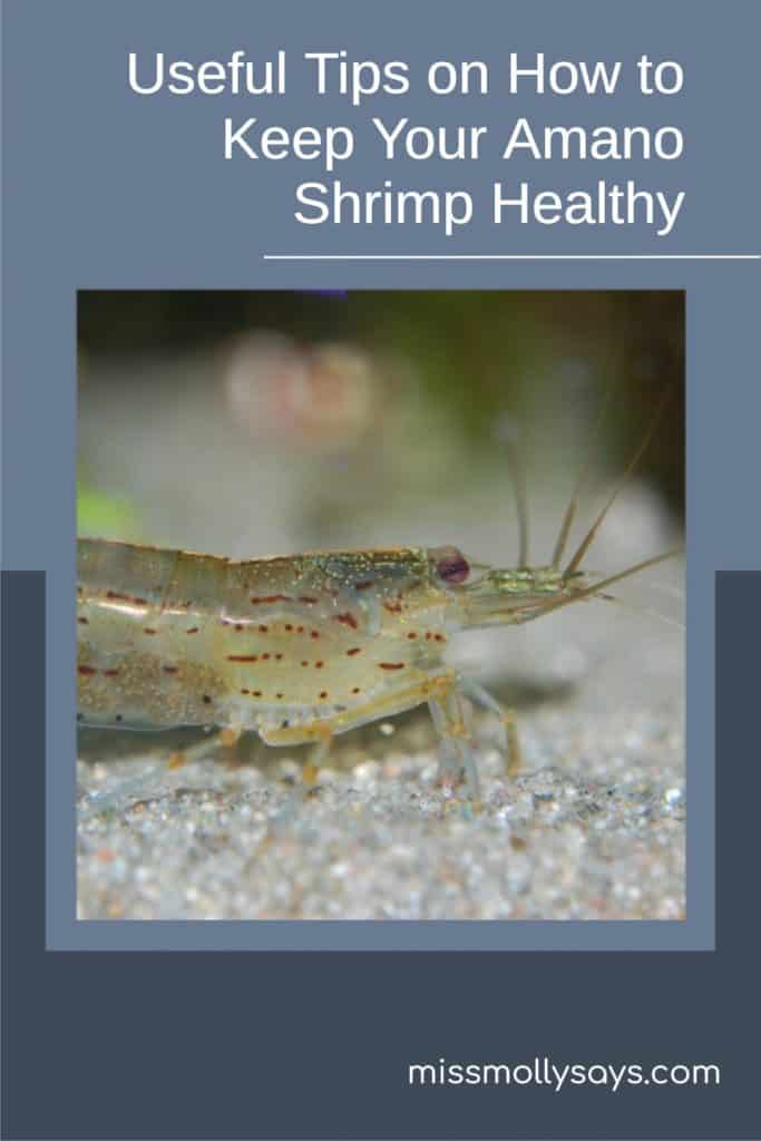 Useful Tips on How to Keep Your Amano Shrimp Healthy - Miss Molly Says