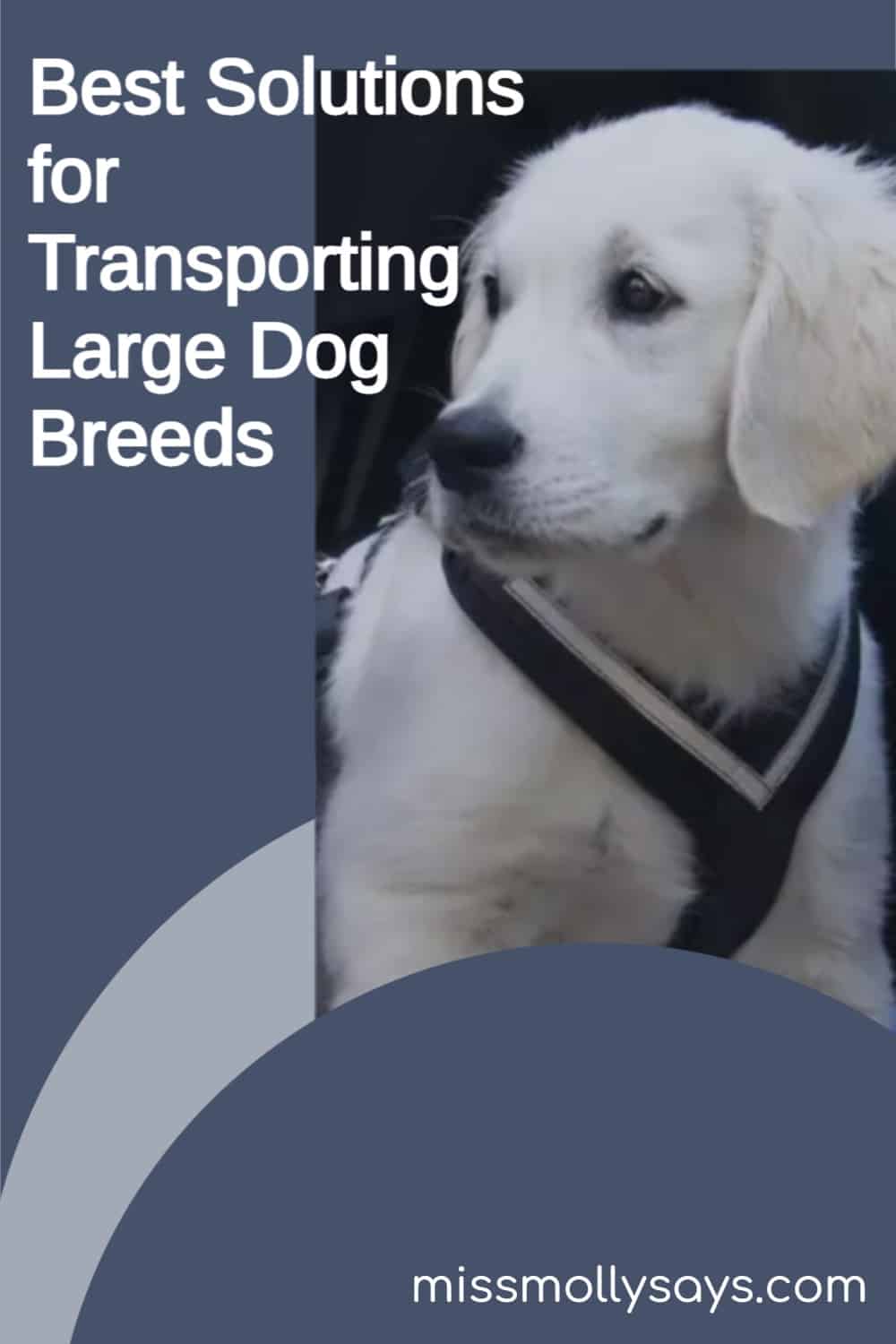 Best Solutions for Transporting Large Dog Breeds - Miss Molly Says