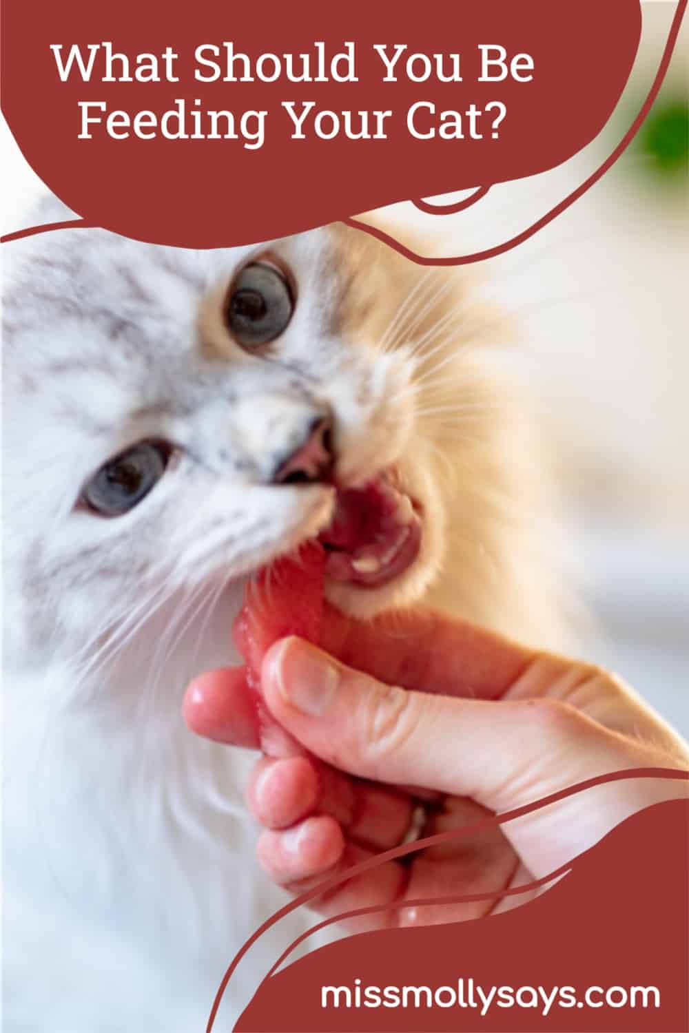 What Should You Be Feeding Your Cat? - Miss Molly Says