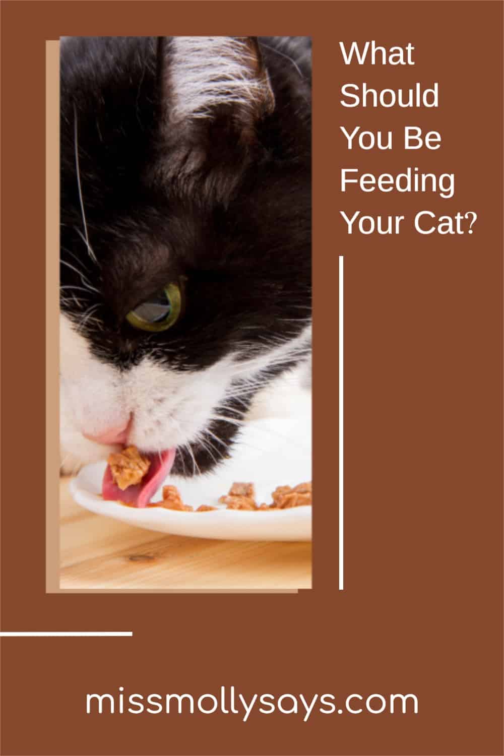 What Should You Be Feeding Your Cat? - Miss Molly Says