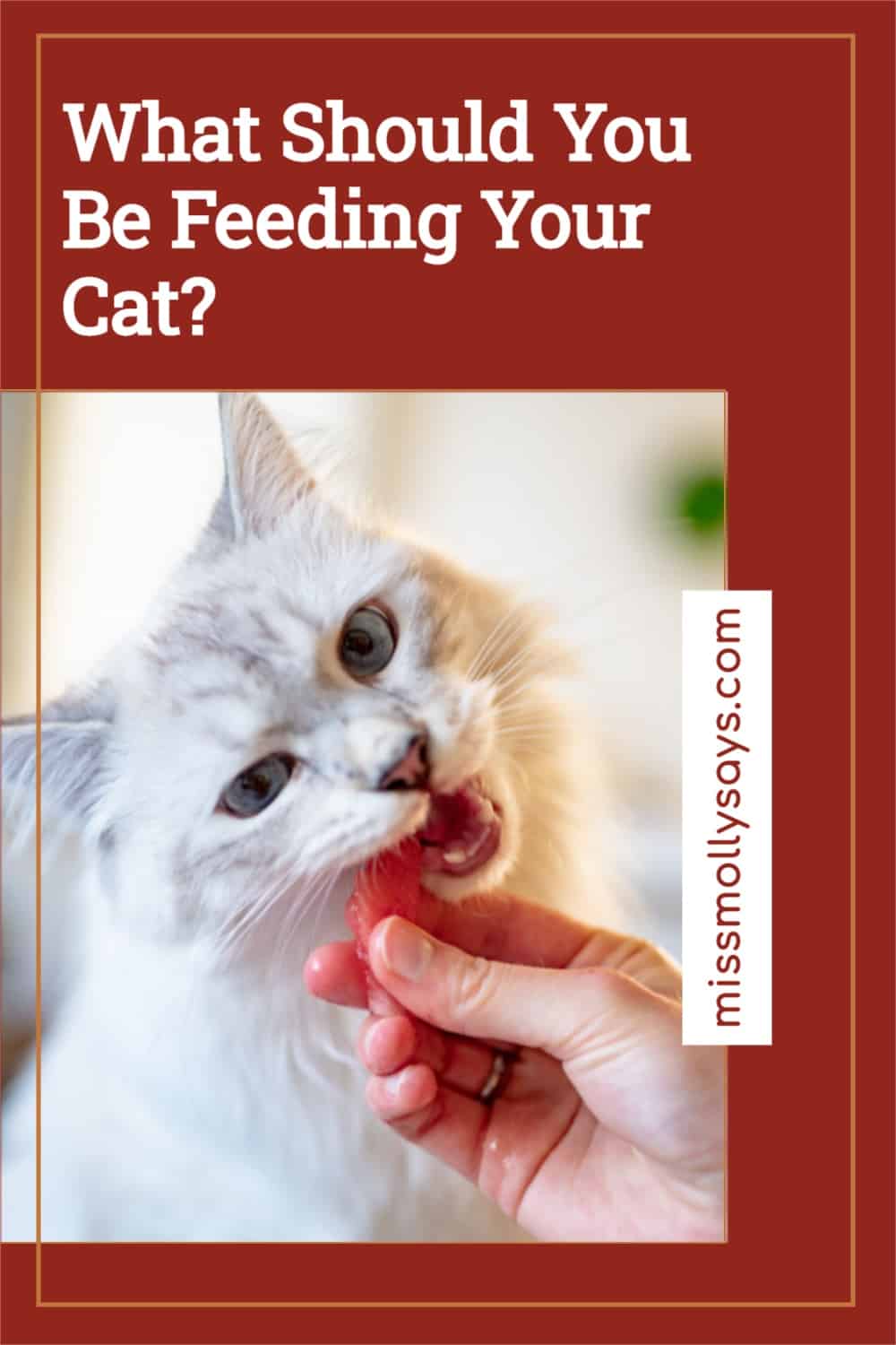 What Should You Be Feeding Your Cat? - Miss Molly Says