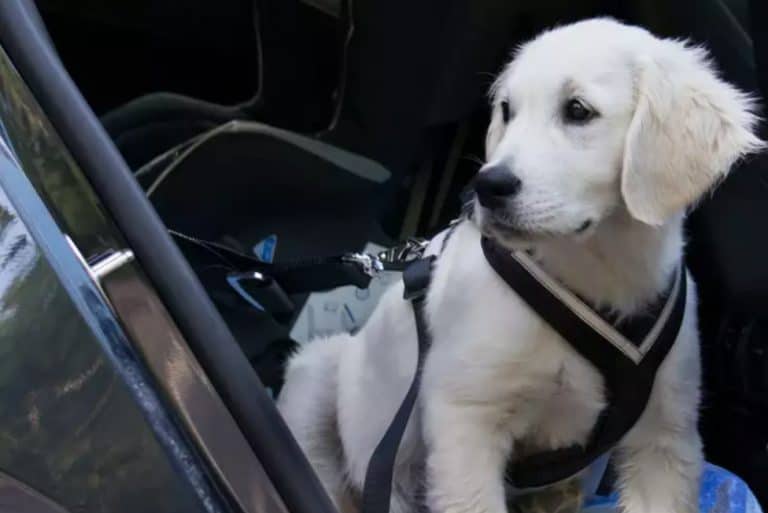 Best Solutions for Transporting Large Dog Breeds - Miss Molly Says