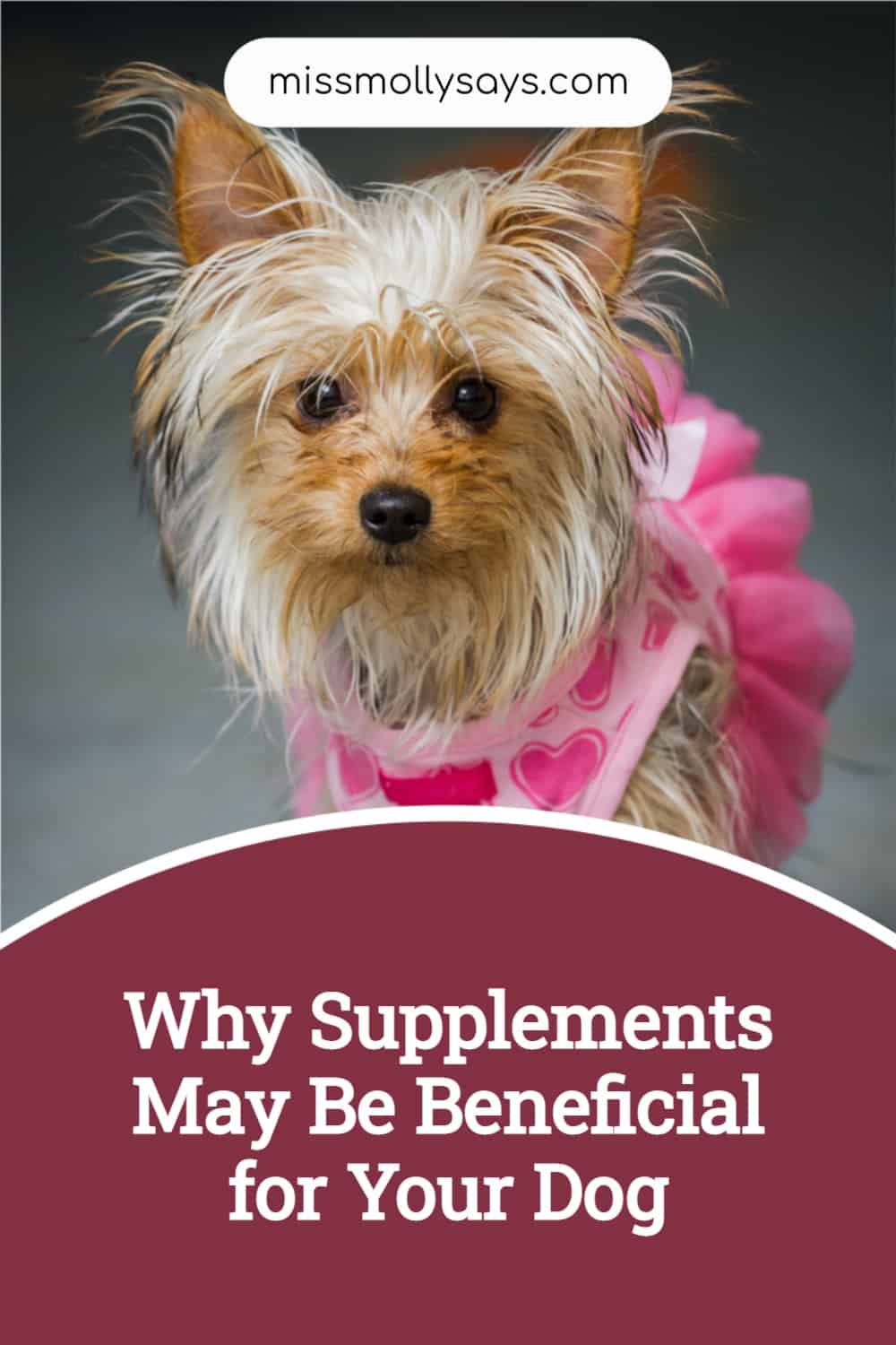 Why Supplements May Be Beneficial for Your Dog - Miss Molly Says