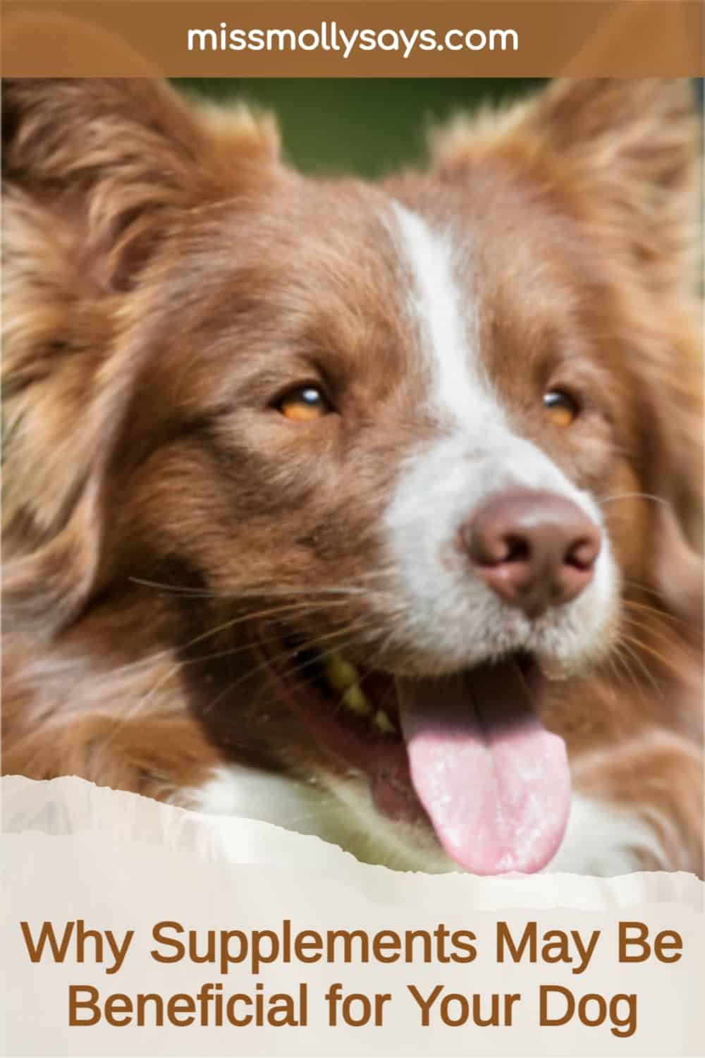 Why Supplements May Be Beneficial for Your Dog - Miss Molly Says