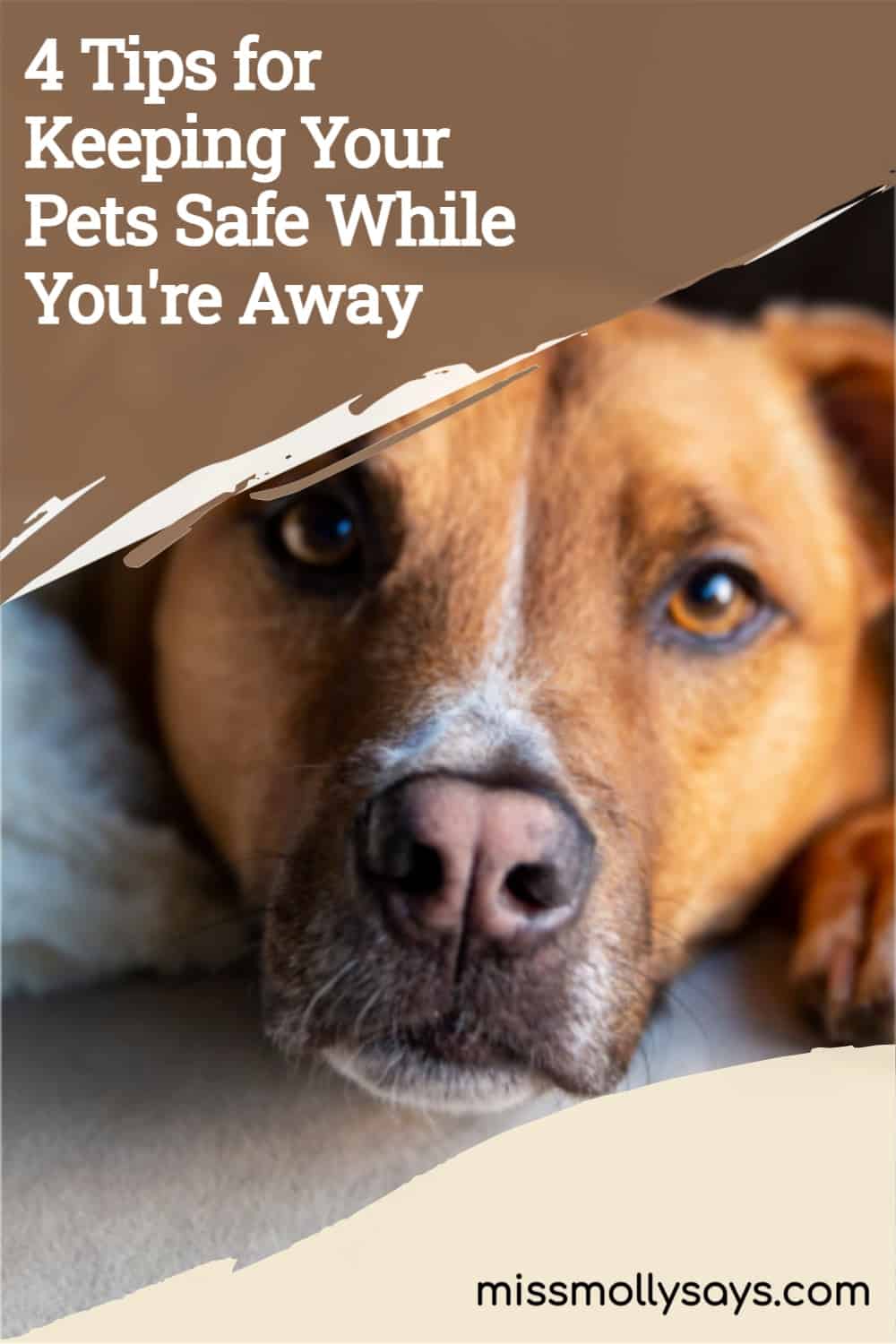 4 Tips for Keeping Your Pets Safe While You're Away - Miss Molly Says