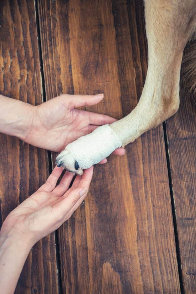 How to Care for Your Dog's Worn Down Pads - Miss Molly Says