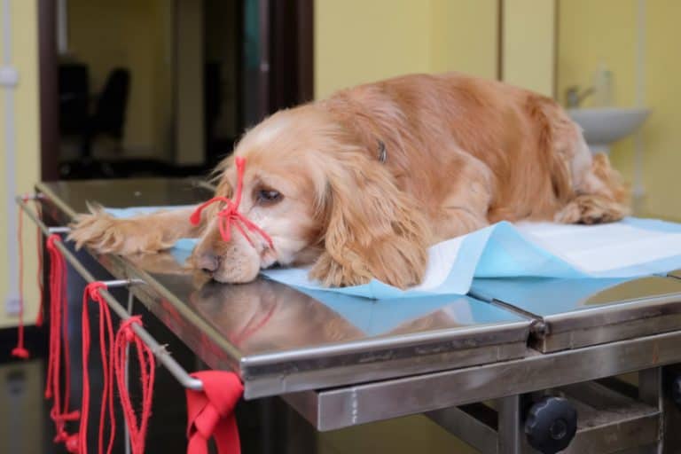 Helpful Tips for Healing Your Furry Friend After an Injury