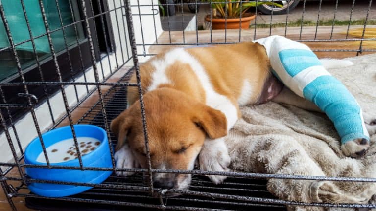 Helpful Tips for Healing Your Furry Friend After an Injury