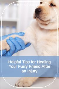 Helpful Tips for Healing Your Furry Friend After an Injury