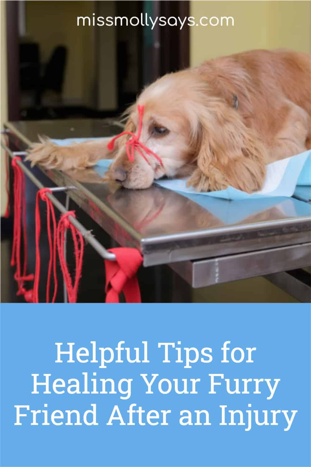 Helpful Tips for Healing Your Furry Friend After an Injury
