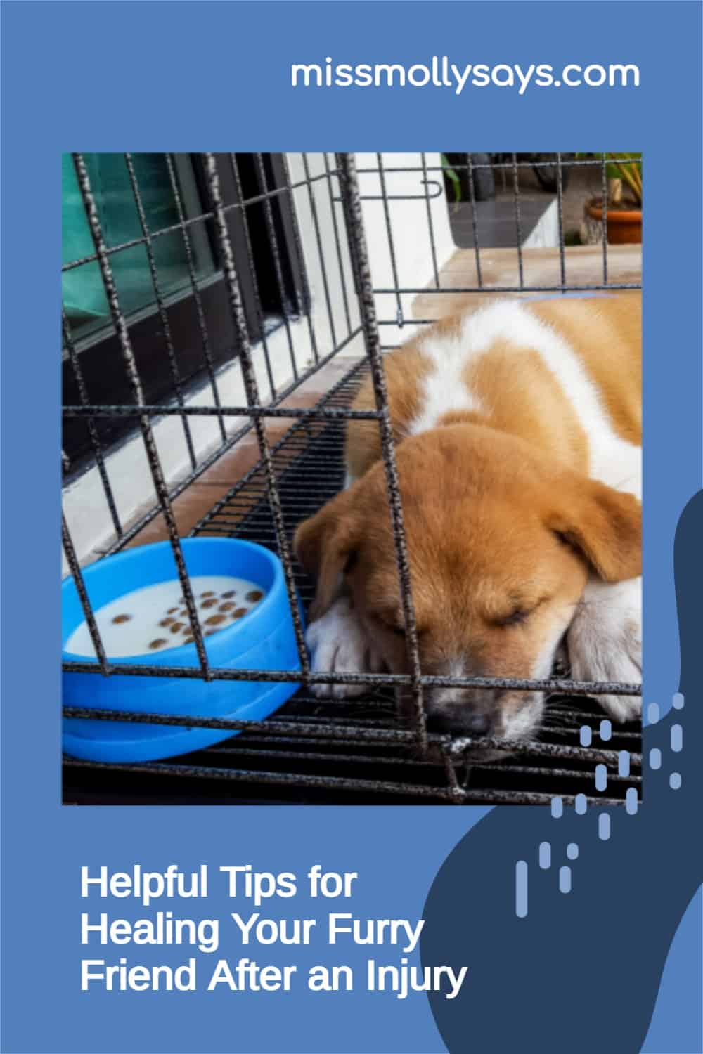 Helpful Tips for Healing Your Furry Friend After an Injury