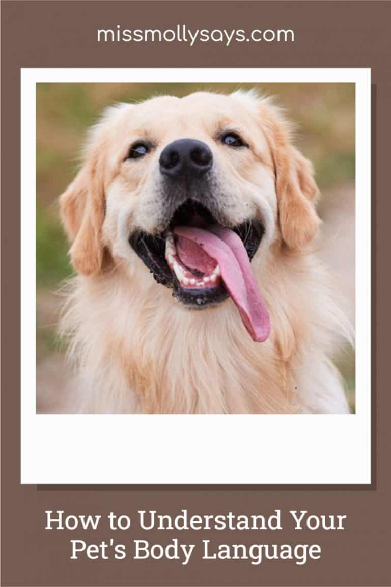 How to Understand Your Pet's Body Language - Miss Molly Says
