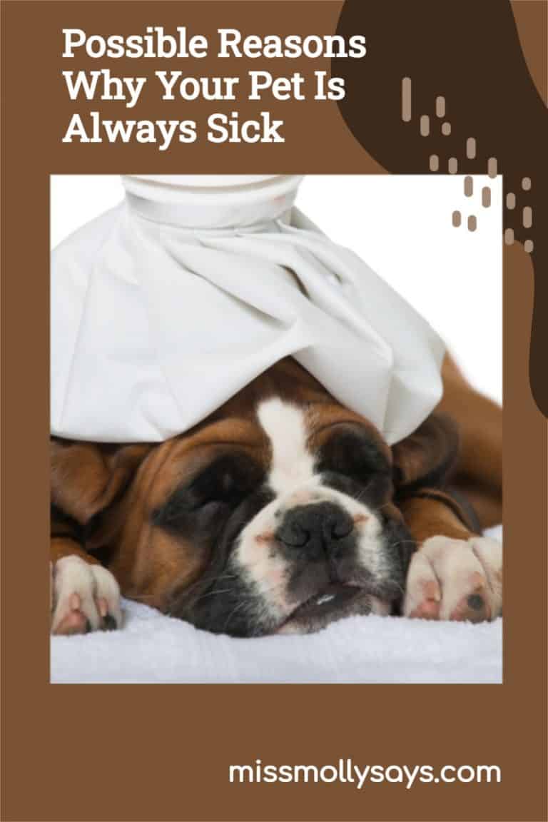 Possible Reasons Why Your Pet Is Always Sick - Miss Molly Says
