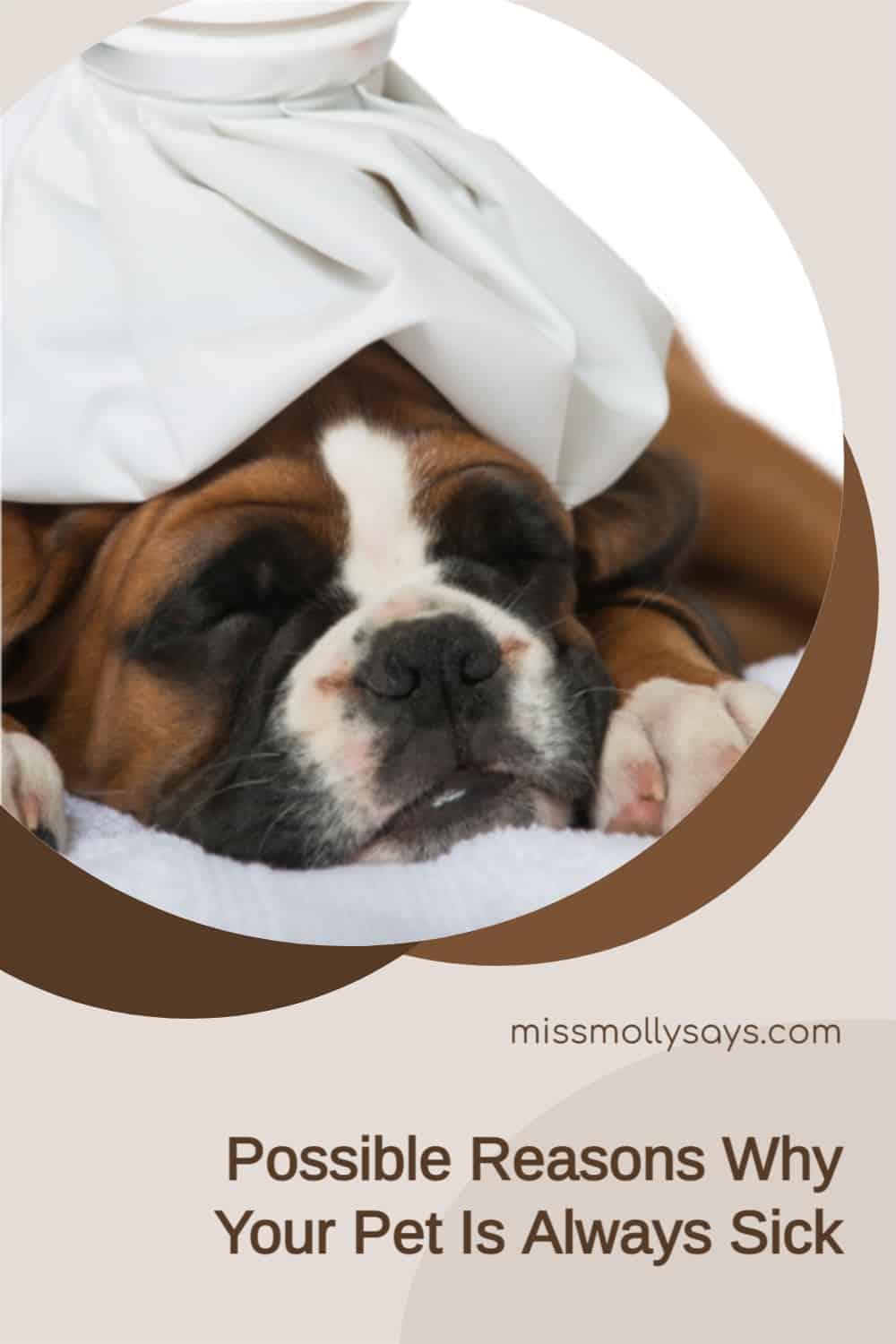 Possible Reasons Why Your Pet Is Always Sick - Miss Molly Says