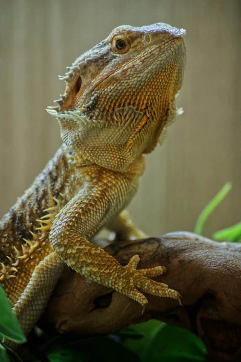 How to Treat the Most Common Injuries in Bearded Dragons