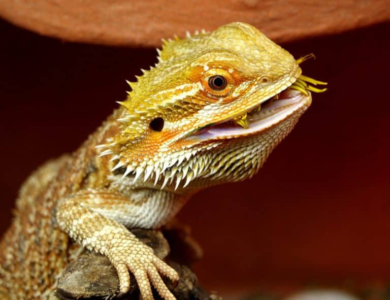 How to Treat the Most Common Injuries in Bearded Dragons