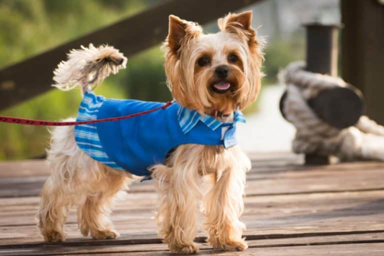 Size Guide Tips for Dogs - Measure Your Dog for the Perfect Fit