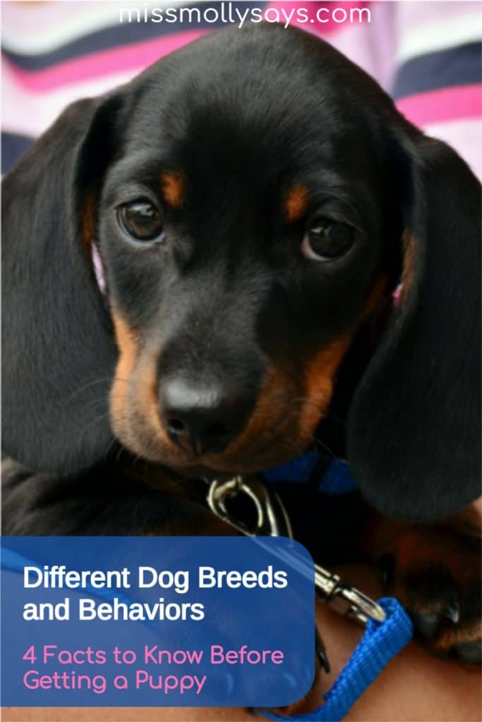 Different Dog Breeds and Behaviors: 6 Facts to Know Before Getting a ...