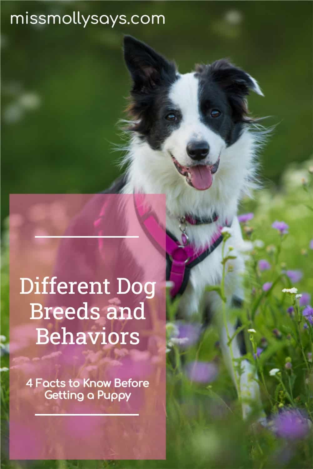 Different Dog Breeds and Behaviors: 6 Facts to Know Before Getting a ...