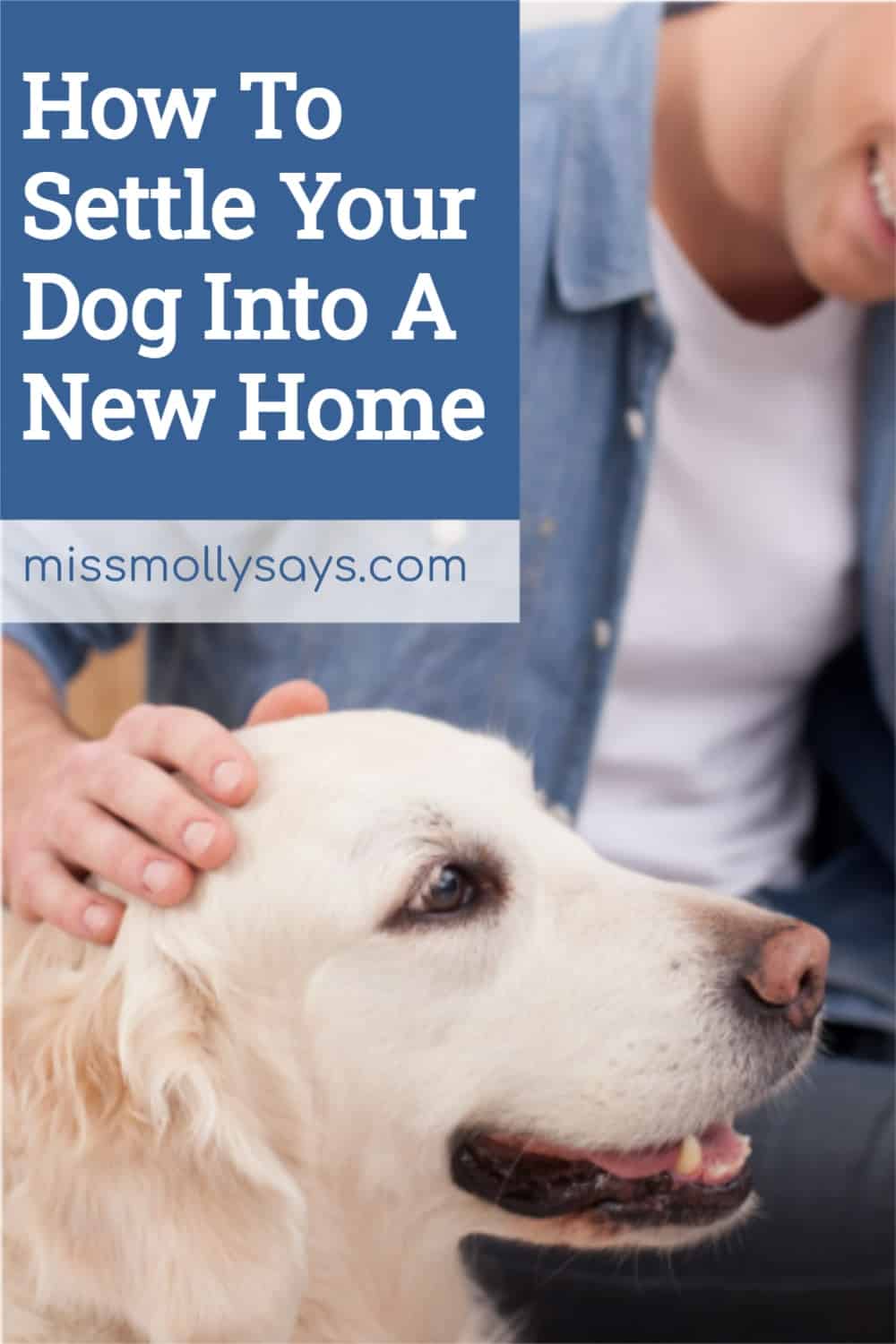 How To Settle Your Dog Into A New Home - Miss Molly Says