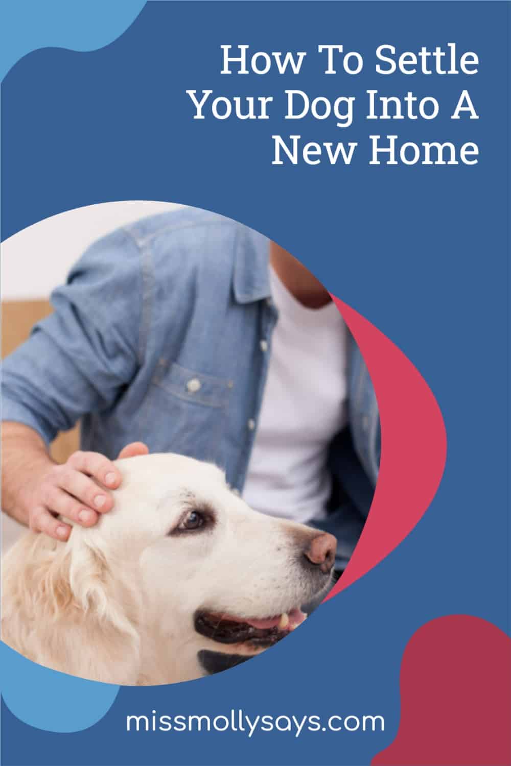 How To Settle Your Dog Into A New Home - Miss Molly Says
