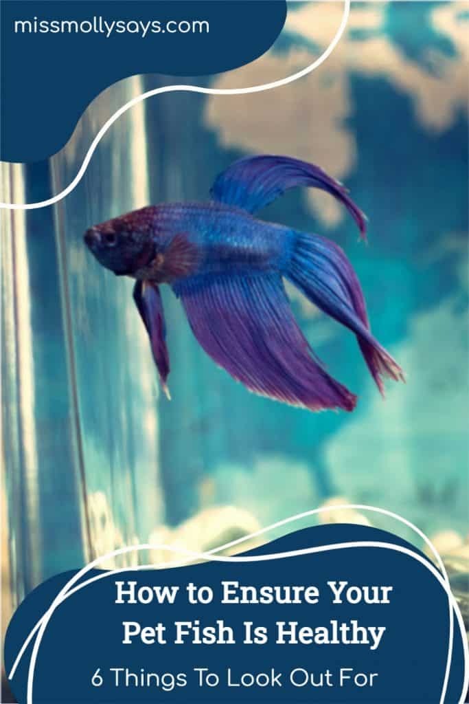How to Ensure Your Pet Fish Is Healthy: 6 Things To Look Out For - Miss ...