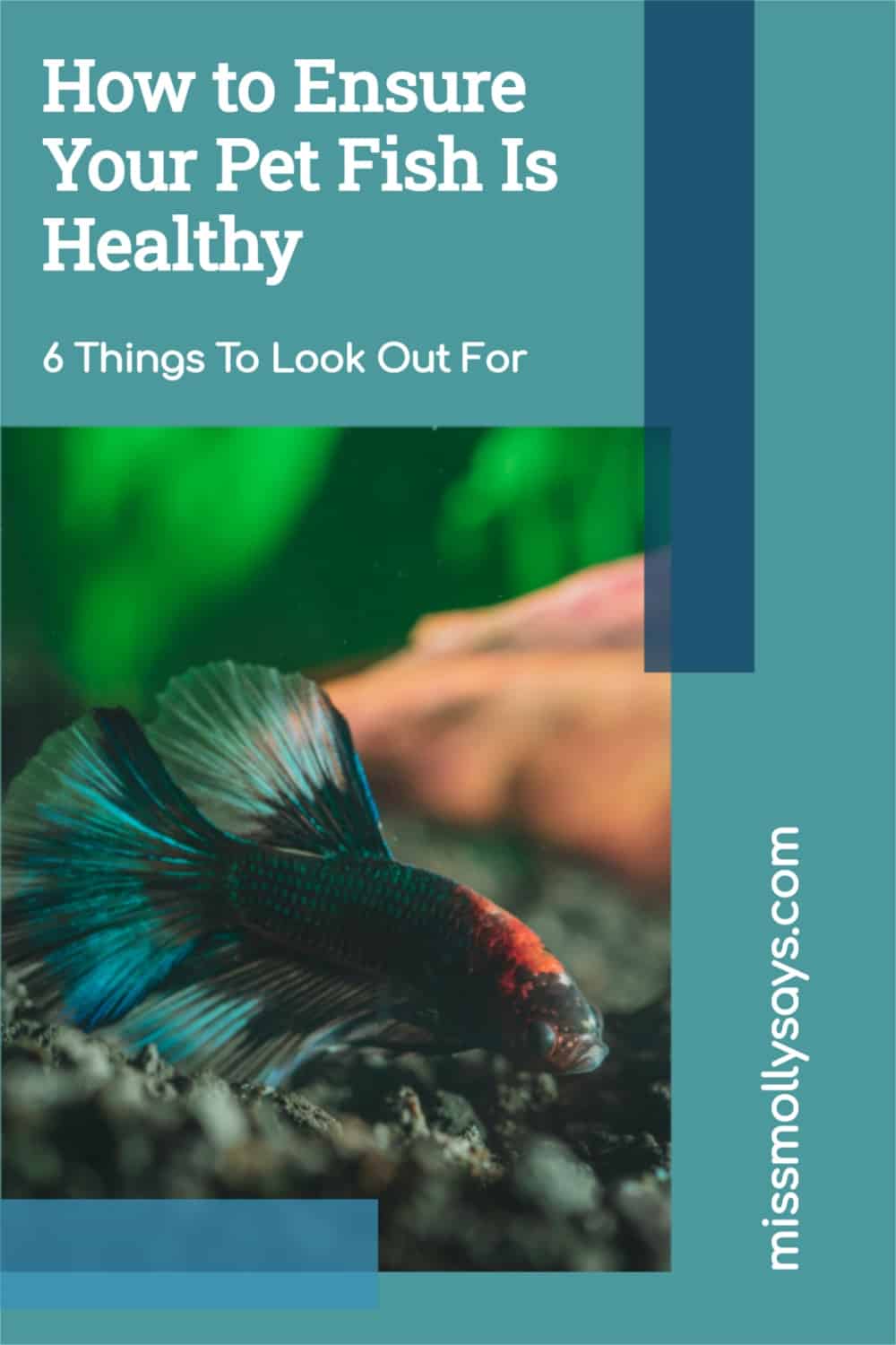 How to Ensure Your Pet Fish Is Healthy: 6 Things To Look Out For - Miss ...