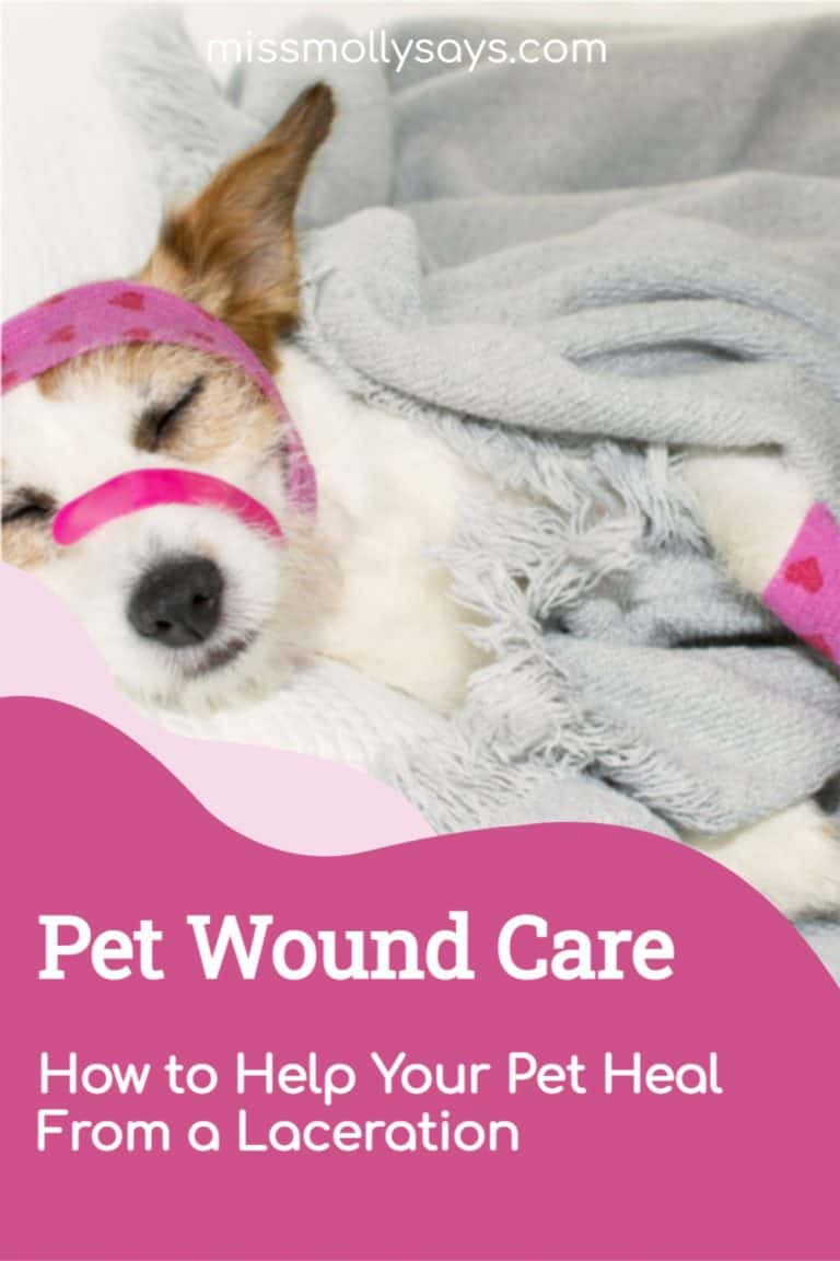 Pet Wound Care: How to Help Your Pet Heal From a Laceration - Miss ...