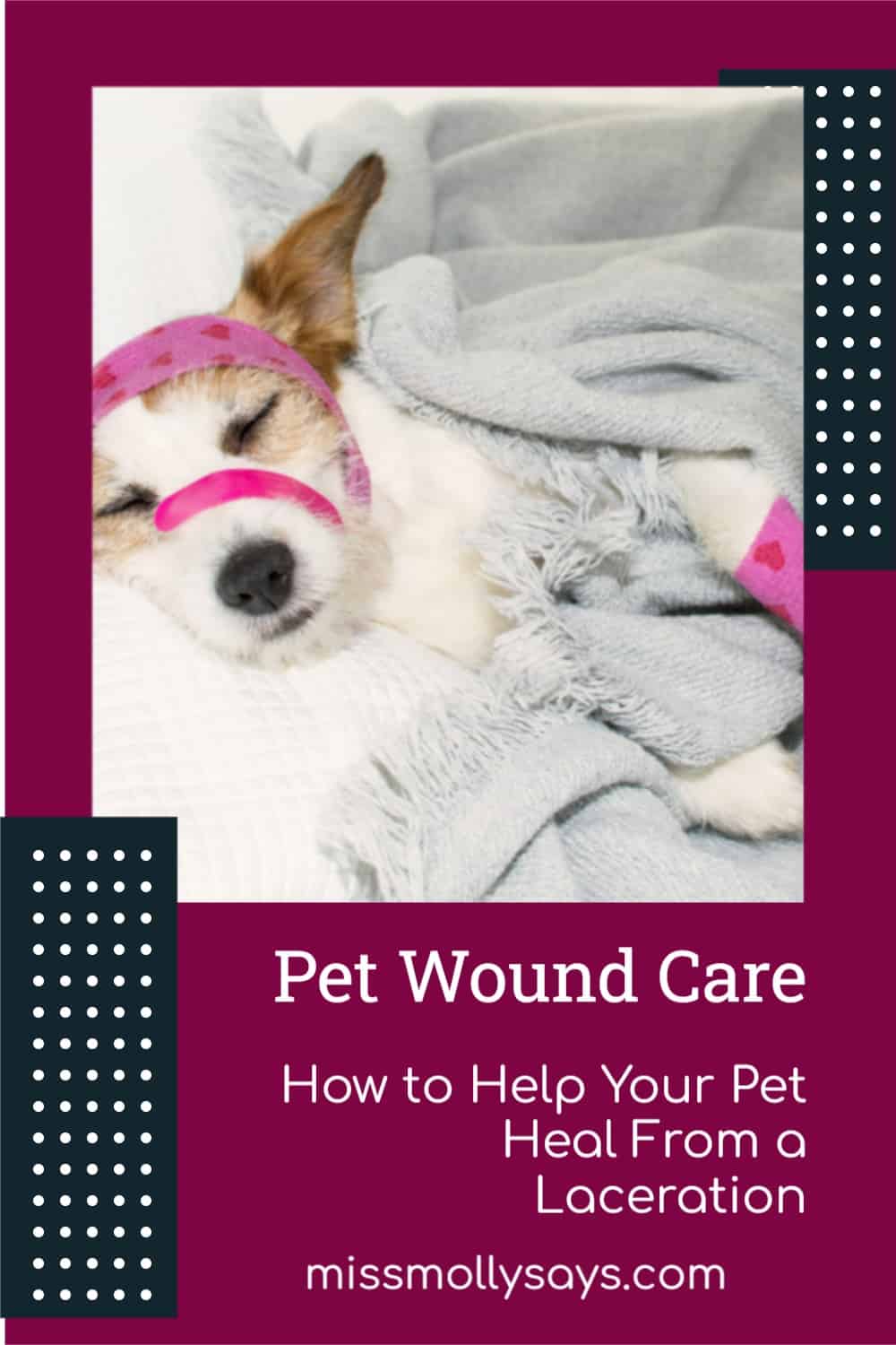 Pet Wound Care: How to Help Your Pet Heal From a Laceration - Miss ...