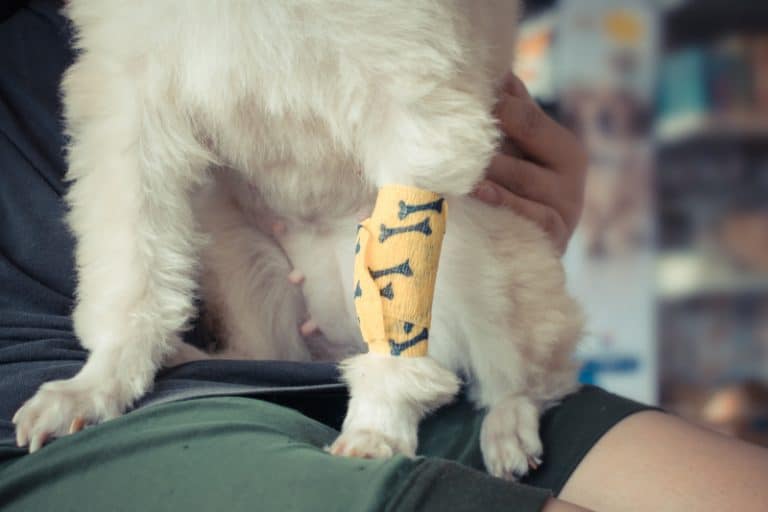 Pet Wound Care: How to Help Your Pet Heal From a Laceration - Miss ...