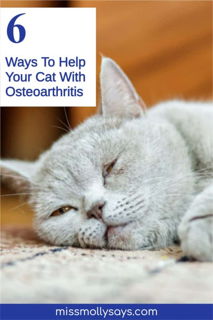 6 Ways To Help Your Cat With Osteoarthritis - Miss Molly Says