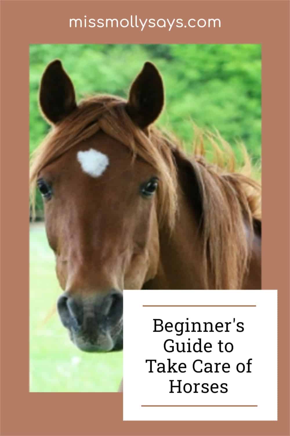 Beginner's Guide to Take Care of Horses - Miss Molly Says