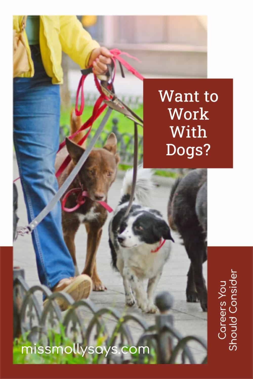 Want to Work With Dogs? Careers You Should Consider - Miss Molly Says