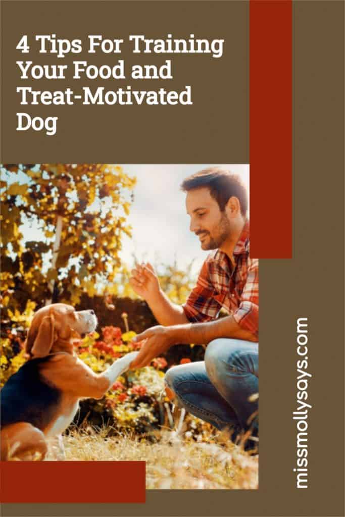 4 Tips For Training Your Food and Treat-Motivated Dog - Miss Molly Says