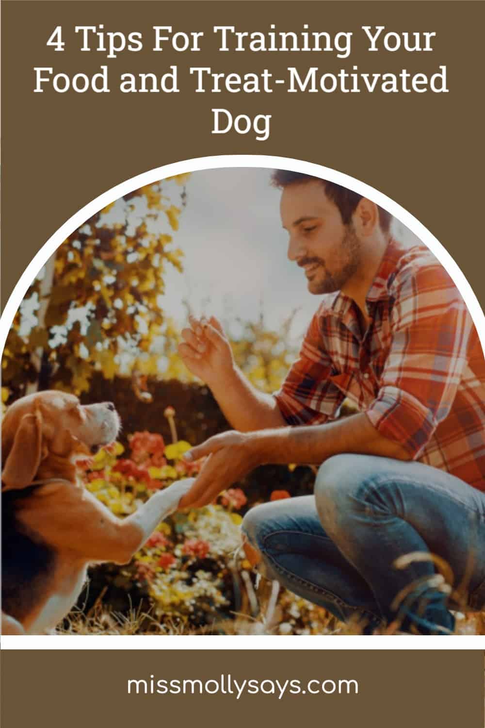 4 Tips For Training Your Food and Treat-Motivated Dog - Miss Molly Says