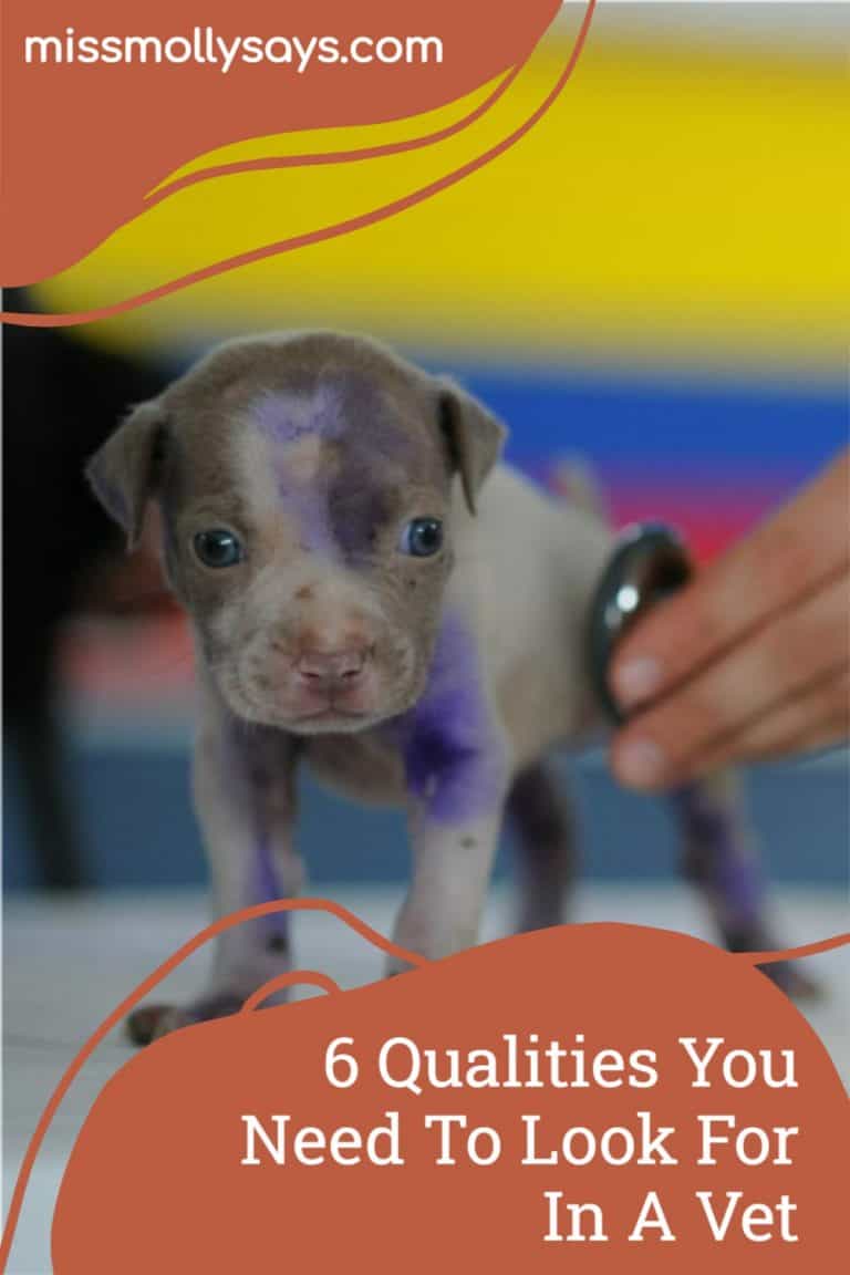 6 Qualities You Need To Look For In A Vet - Miss Molly Says