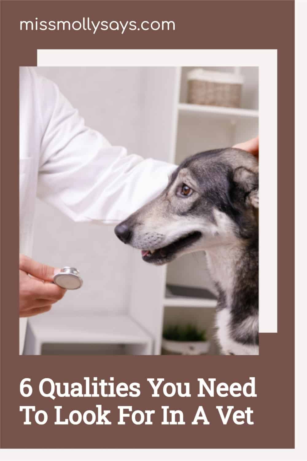 6 Qualities You Need To Look For In A Vet - Miss Molly Says