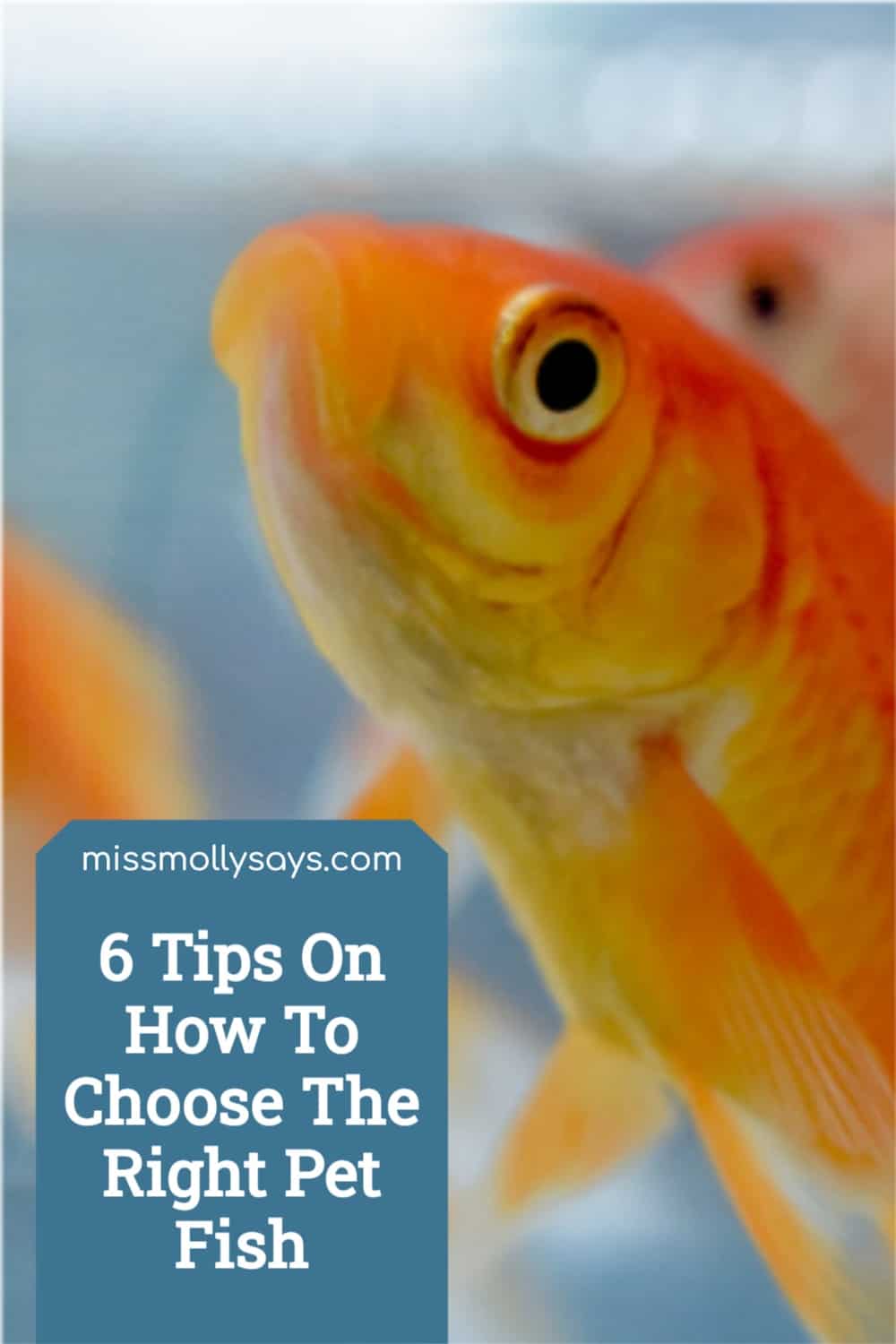 6 Tips On How To Choose The Right Pet Fish - Miss Molly Says