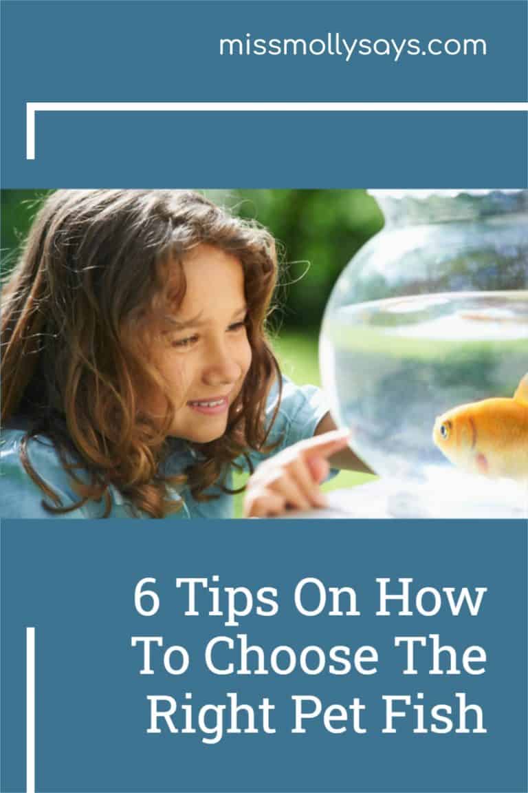 6 Tips On How To Choose The Right Pet Fish - Miss Molly Says