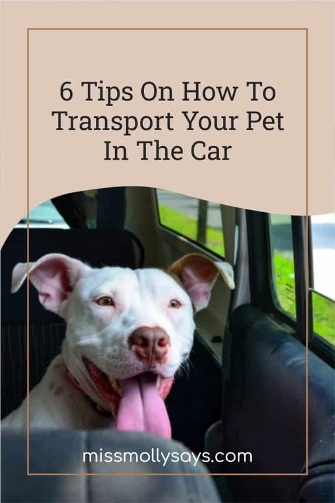 6 Tips On How To Transport Your Pet In The Car - Miss Molly Says