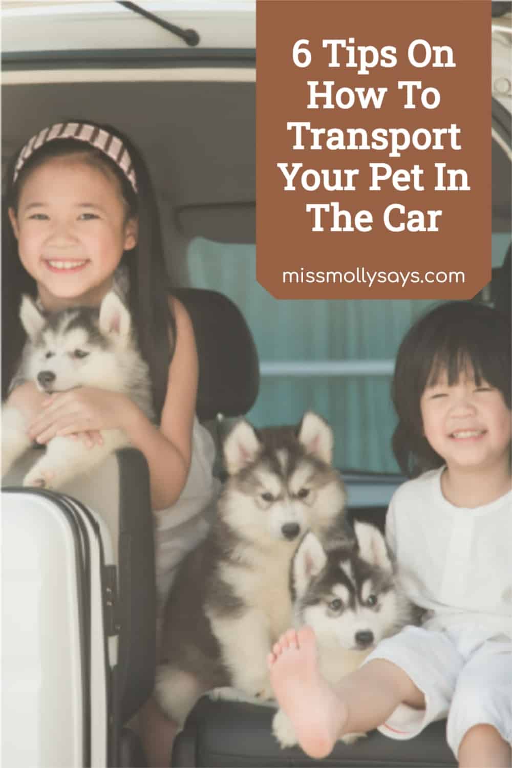 6 Tips On How To Transport Your Pet In The Car - Miss Molly Says