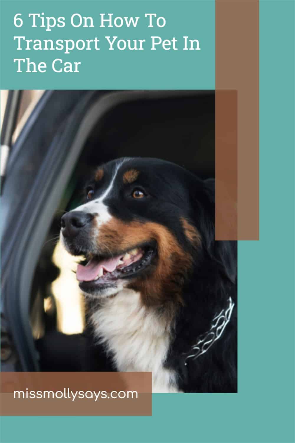 6 Tips On How To Transport Your Pet In The Car - Miss Molly Says