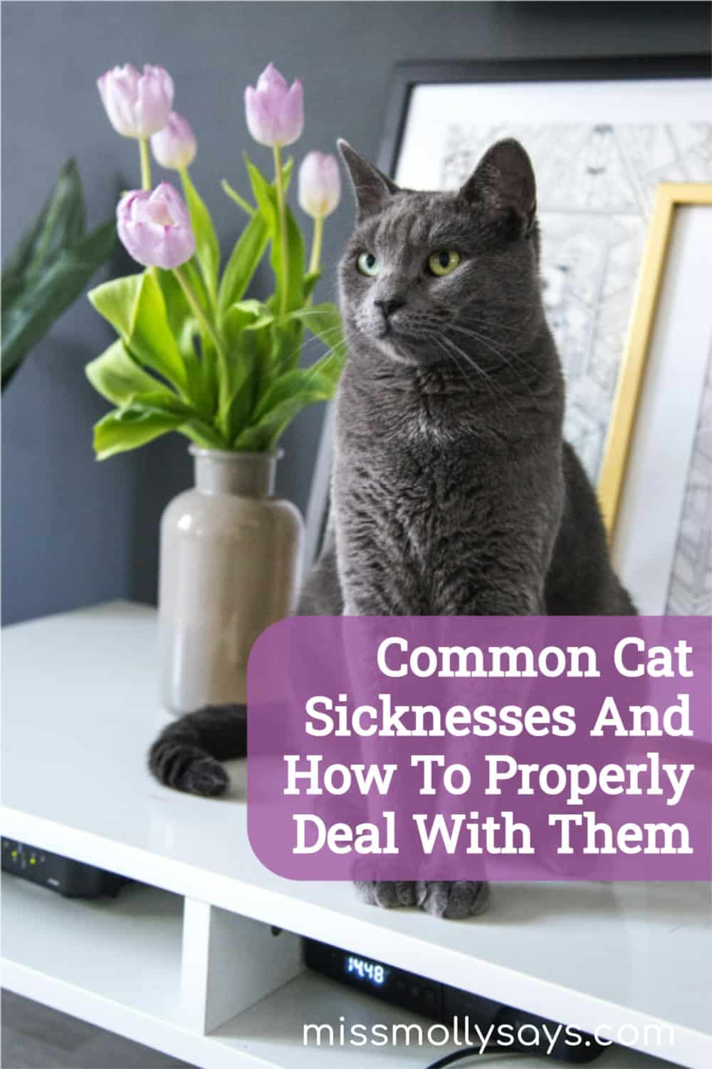 Common Cat Sicknesses And How To Properly Deal With Them - Miss Molly Says
