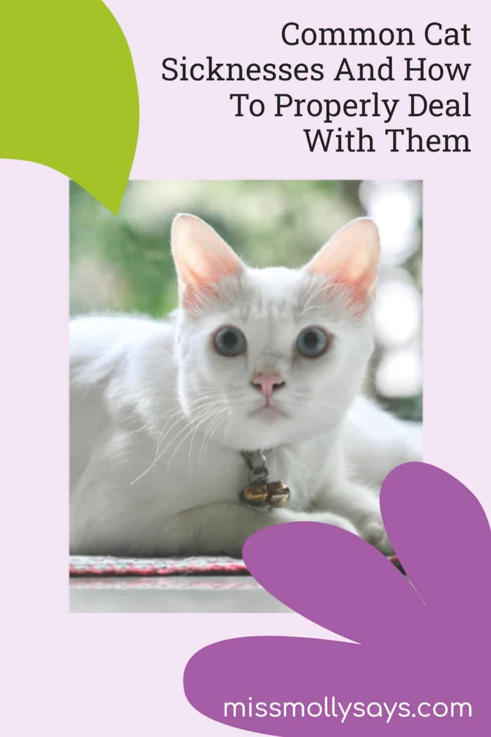 Common Cat Sicknesses And How To Properly Deal With Them - Miss Molly Says