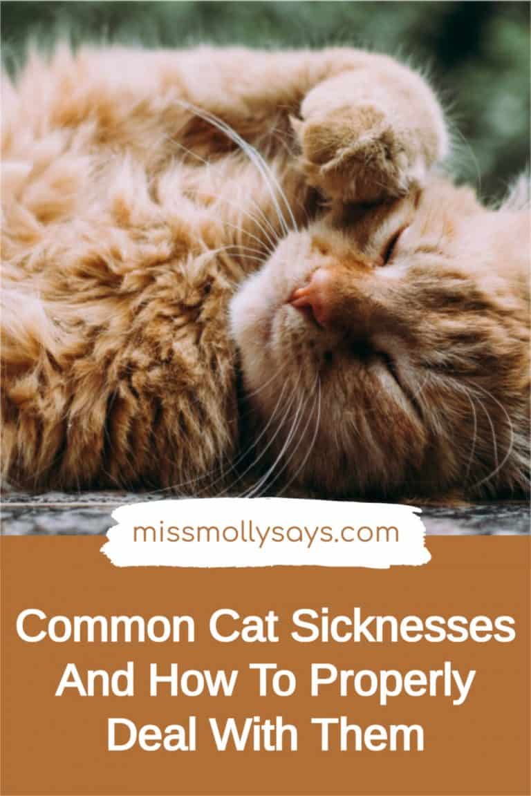 Common Cat Sicknesses And How To Properly Deal With Them - Miss Molly Says
